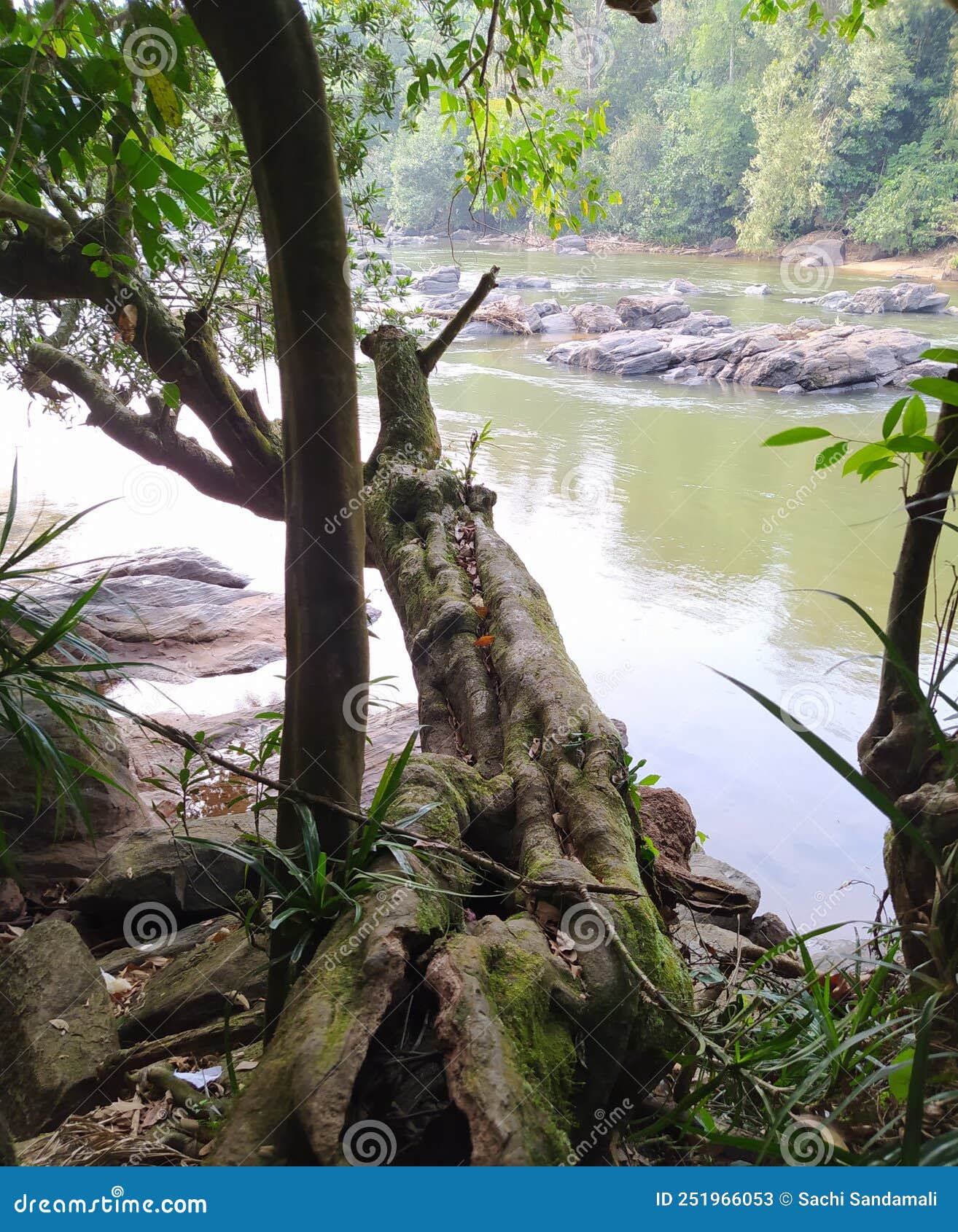 TREE LOG stock image. Image of leaf, branch, plant, flower - 251966053