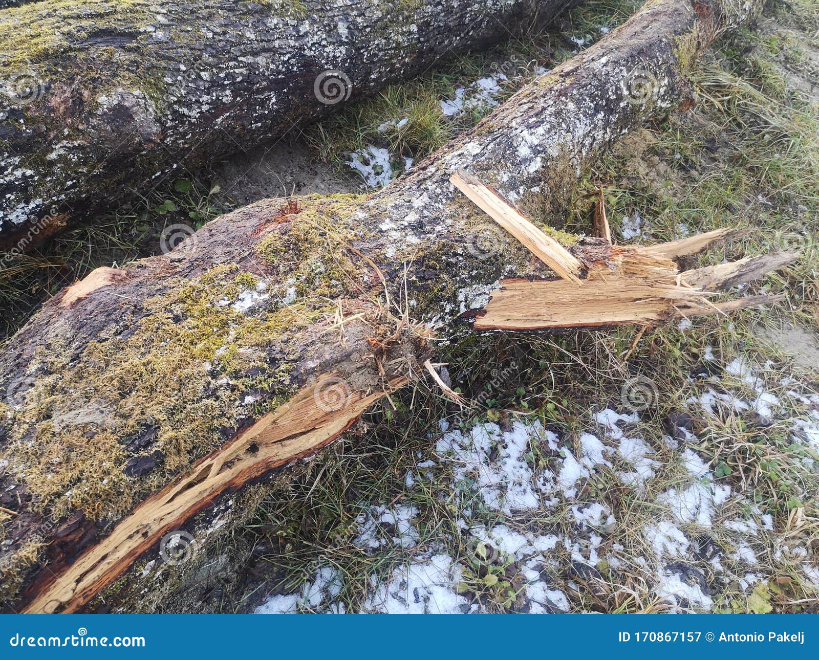 Tree Log, Broken, Green, Wood, Beautiful Stock Image - Image of green ...