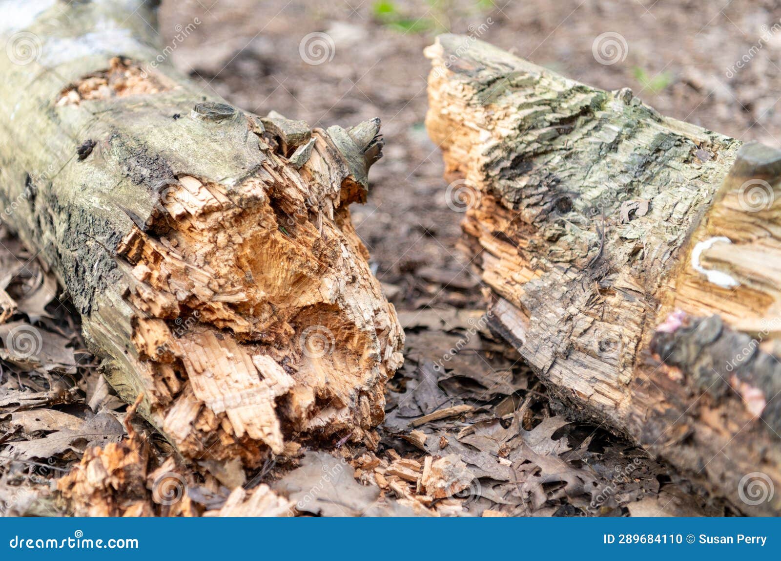 Close Up of a Tree Log Broken in Half on Ground Stock Photo - Image of ...