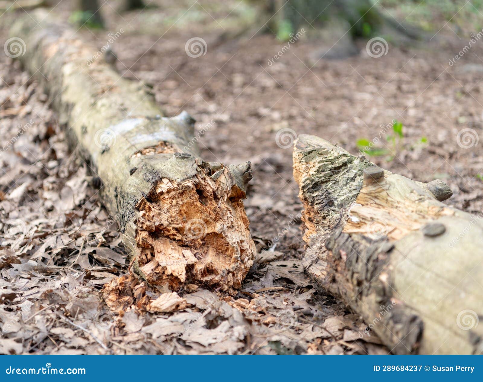 Tree Log Broken in Half on Ground Stock Image - Image of branch, tree ...