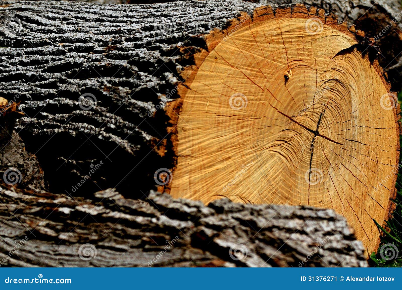 Tree Log. stock image. Image of structure, tree, bark - 31376271