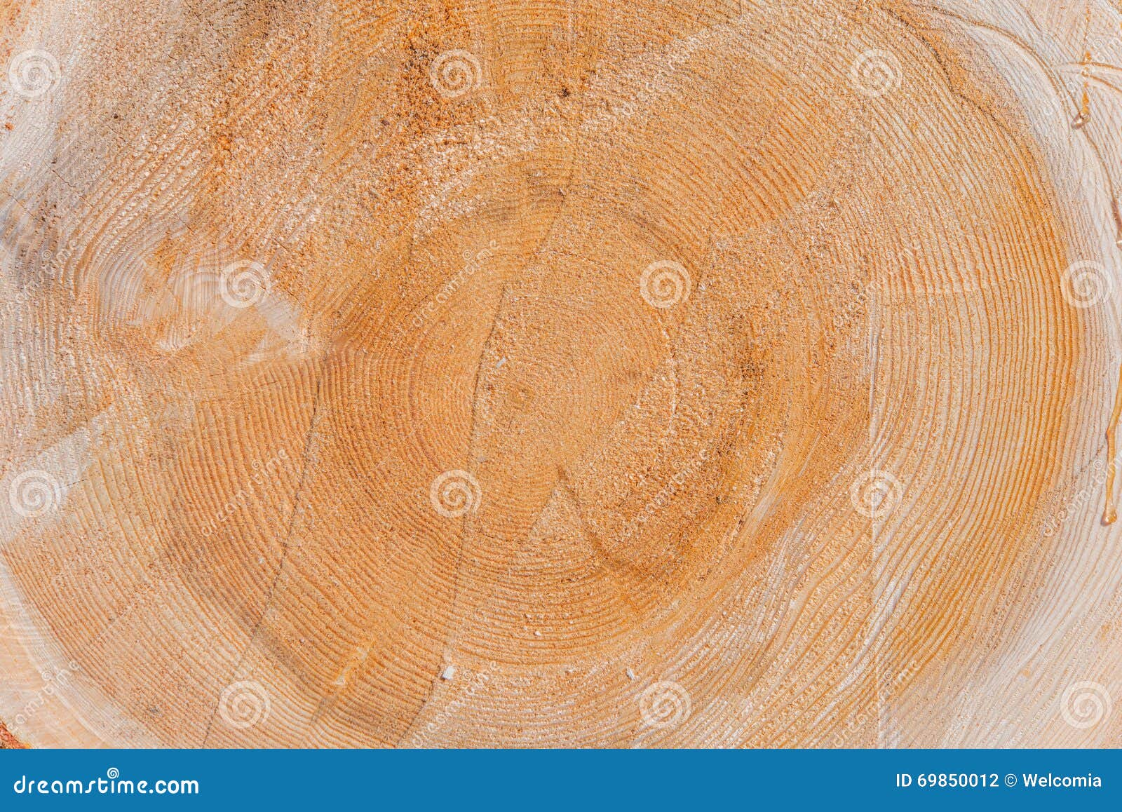Tree Log Cross Section stock photo. Image of wooden, cross - 69850012