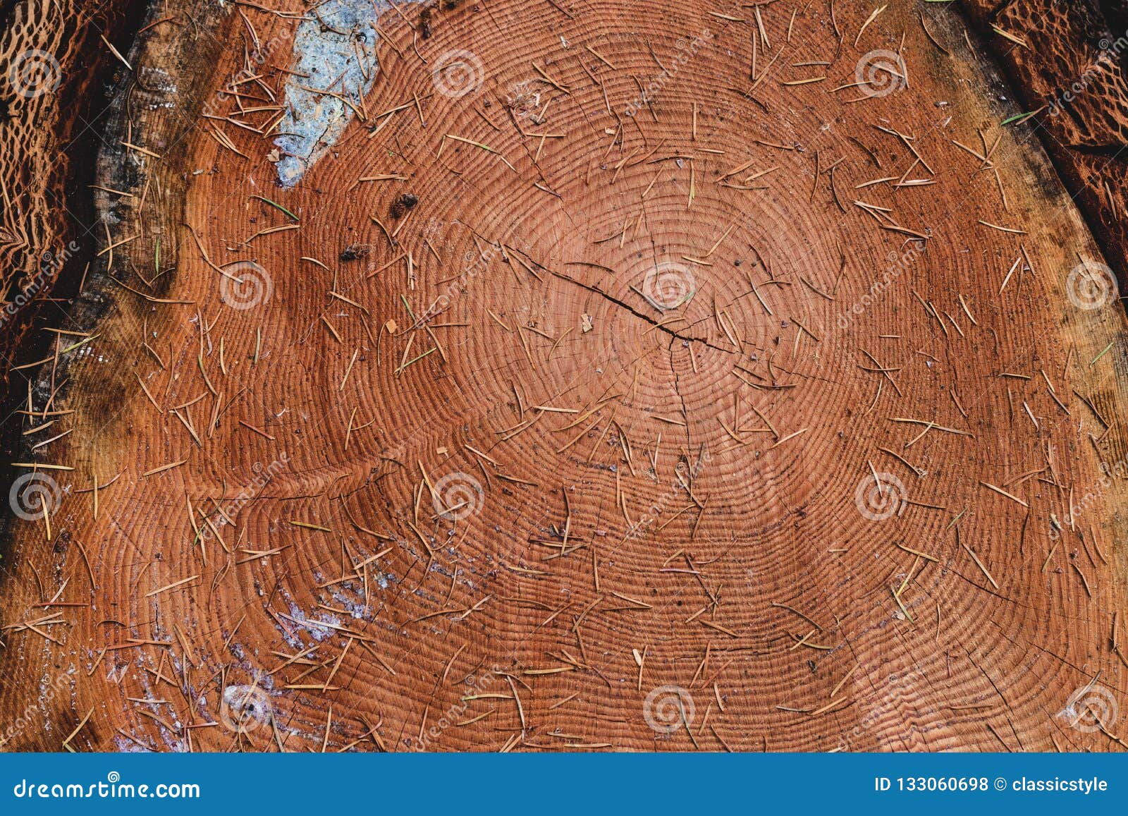 Tree Log Cut Cross Section Close Up Stock Photo - Image of years ...