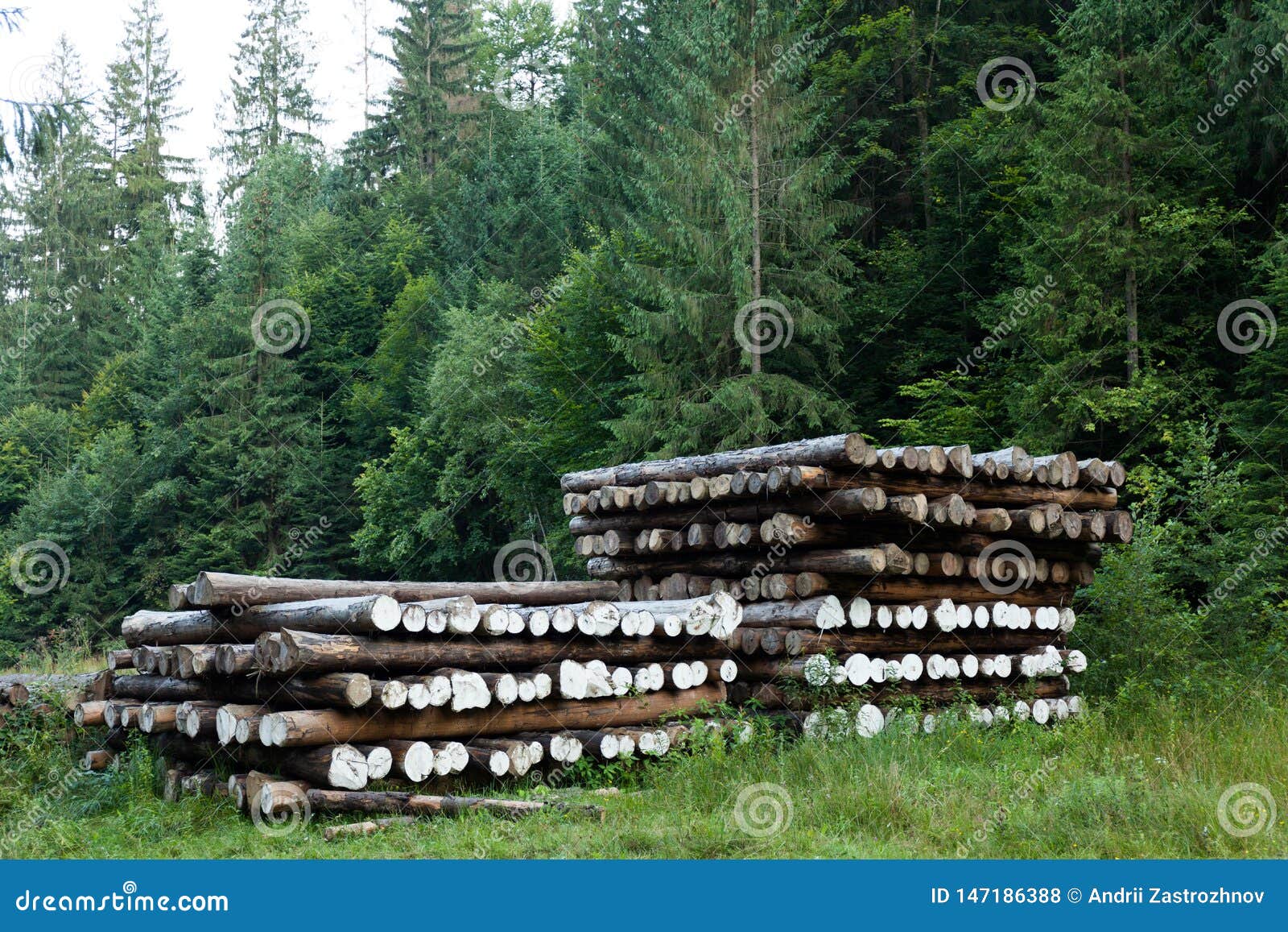 Tree Log Cut, Forest Countryside. Nature Material Stock Photo - Image ...