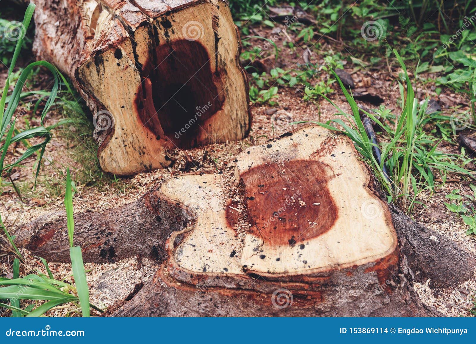Tree Log in a Forest - Deforestation Concept with a Tree Stump in a ...