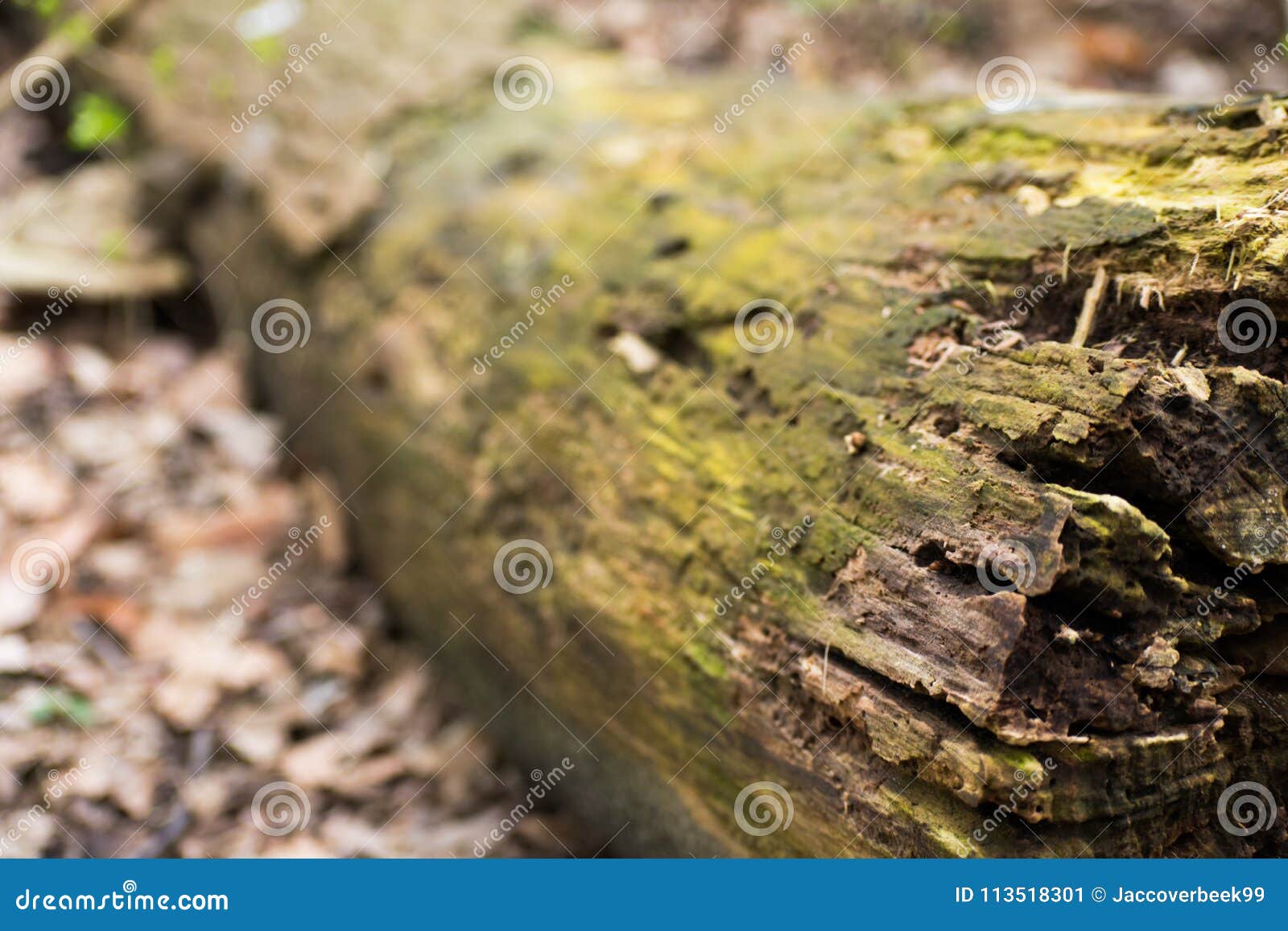Fallen Tree Log in Forest Sand Leafes Old Mossy Texture Stock Image ...