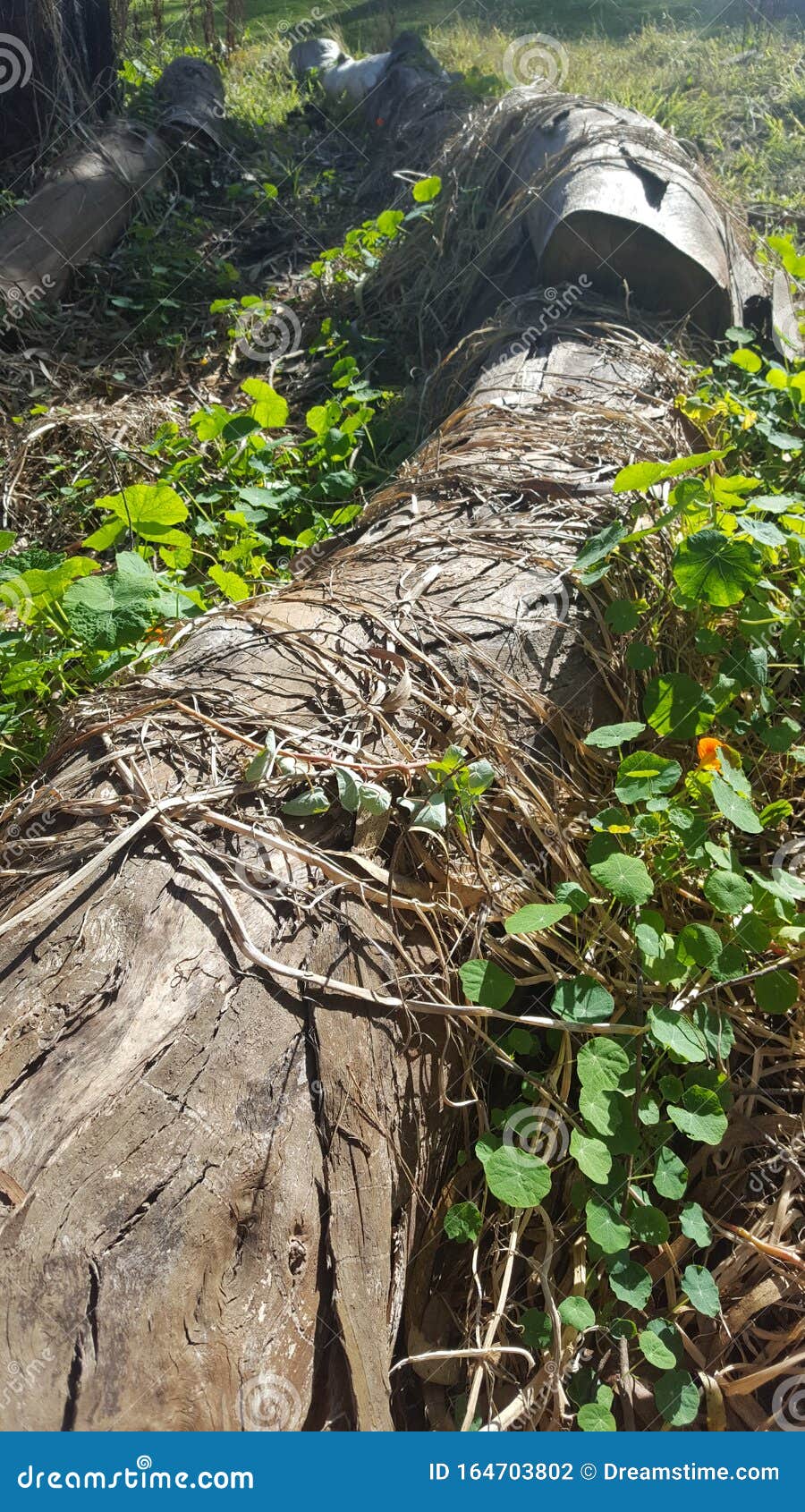 Tree log in nature stock photo. Image of green, powerful - 164703802