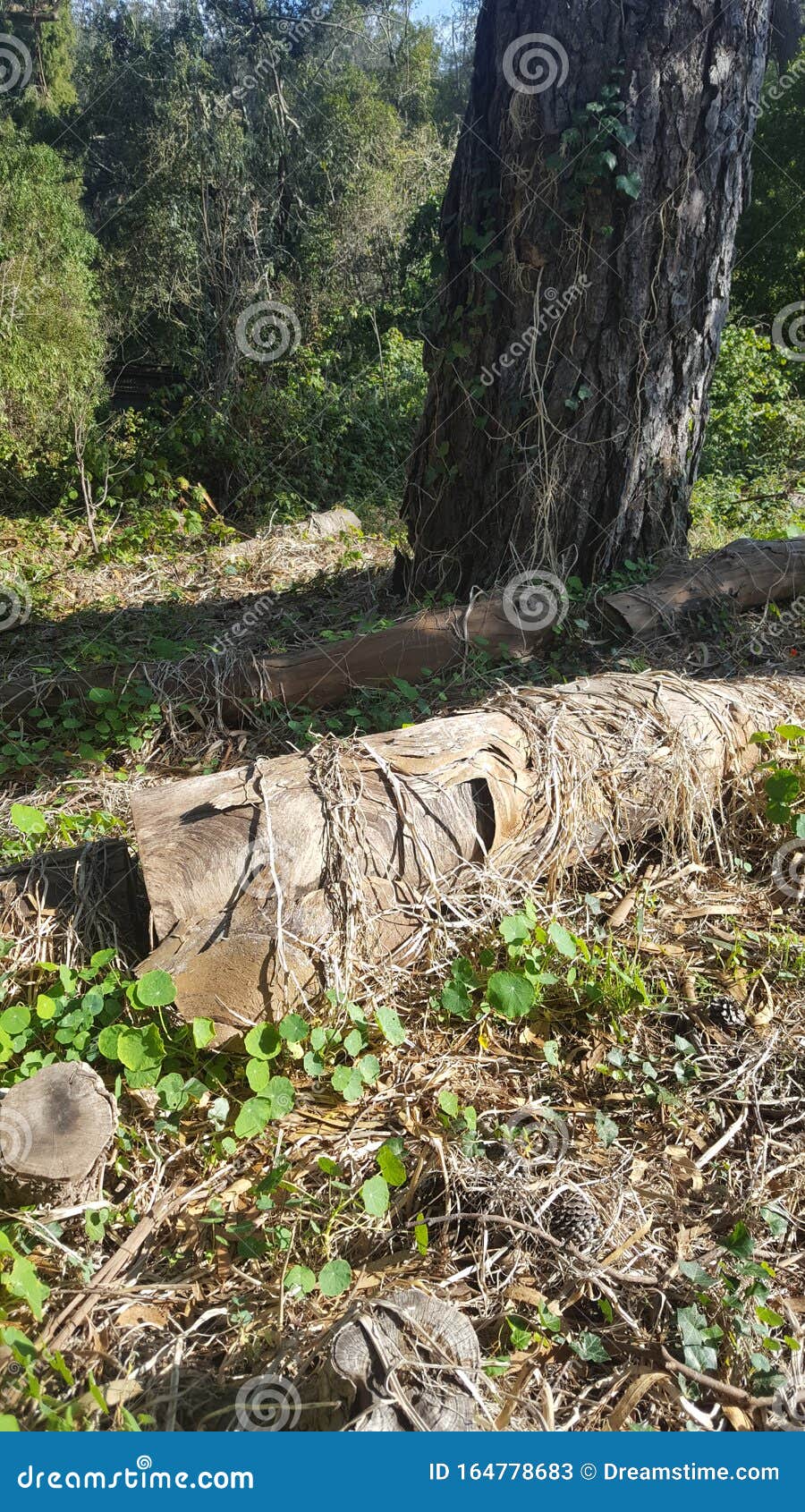 Tree log in nature stock image. Image of presence, beauty - 164778683