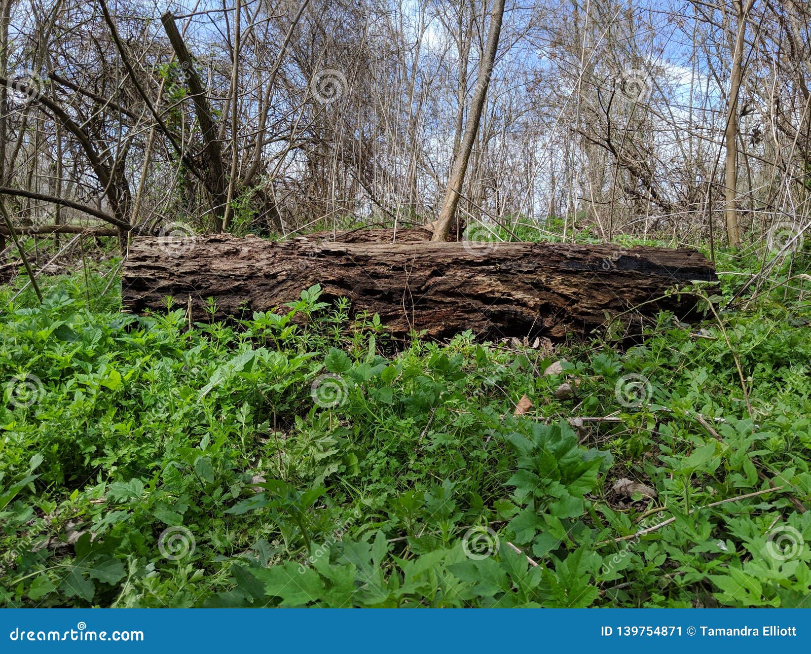 Tree log stock image. Image of tree, forest, decaying - 139754871