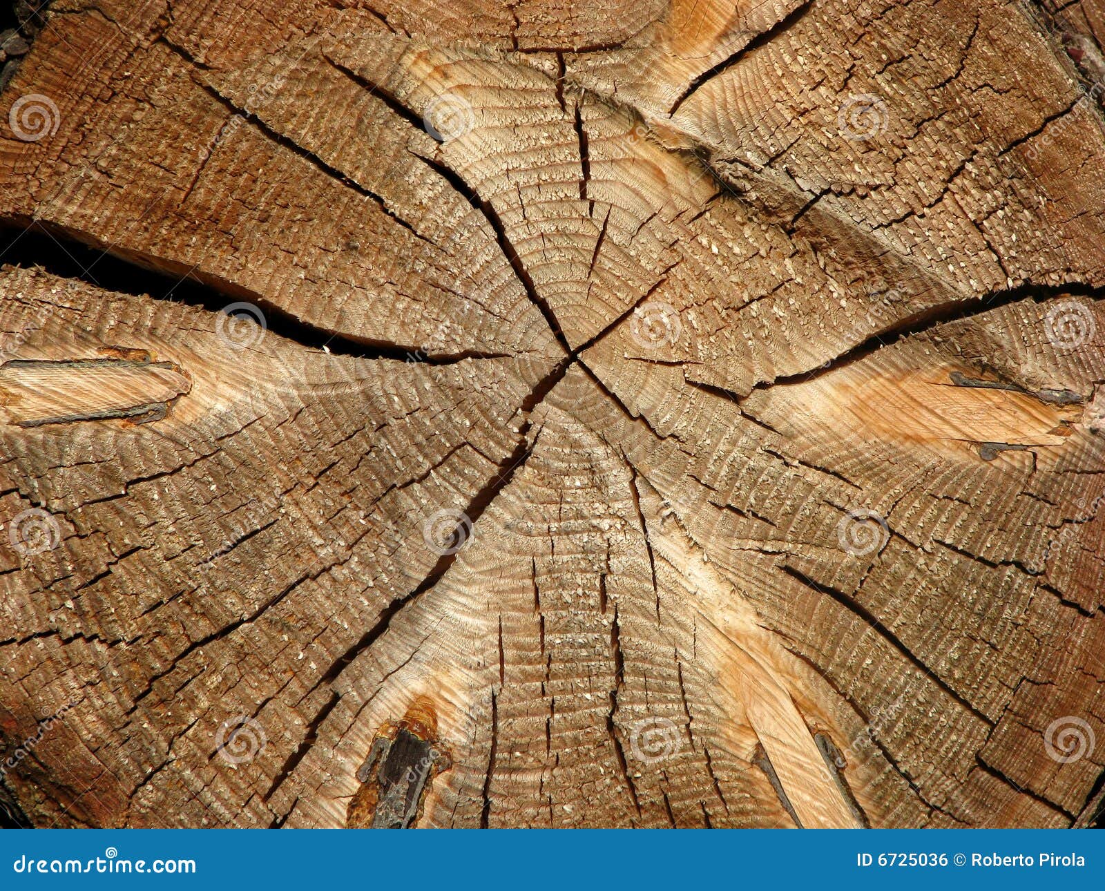 Tree log section stock photo. Image of close, background - 6725036