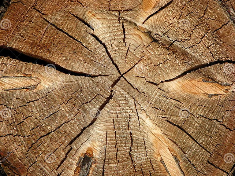 Tree log section stock photo. Image of close, background - 6725036