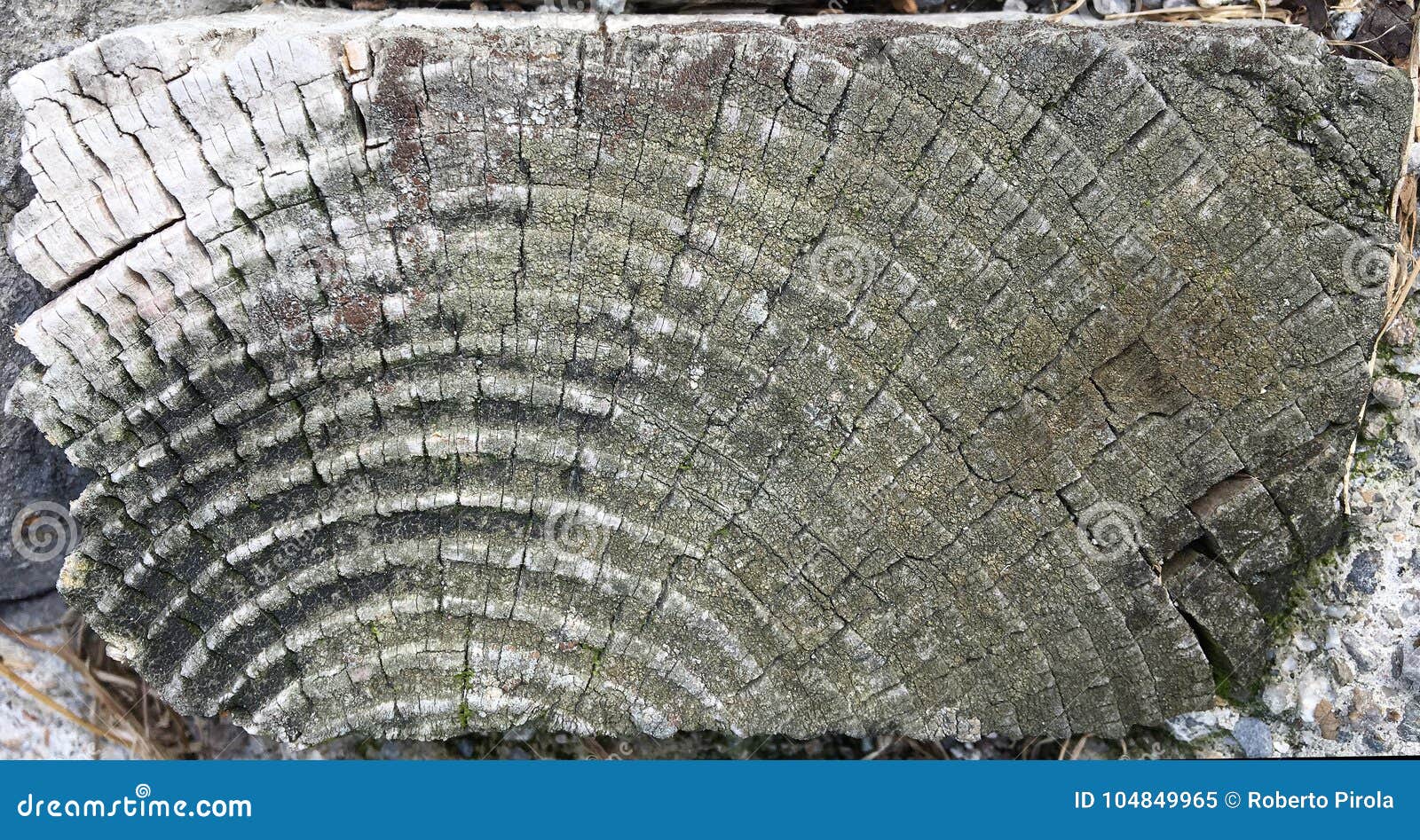 Tree log section stock image. Image of close, cross - 104849965