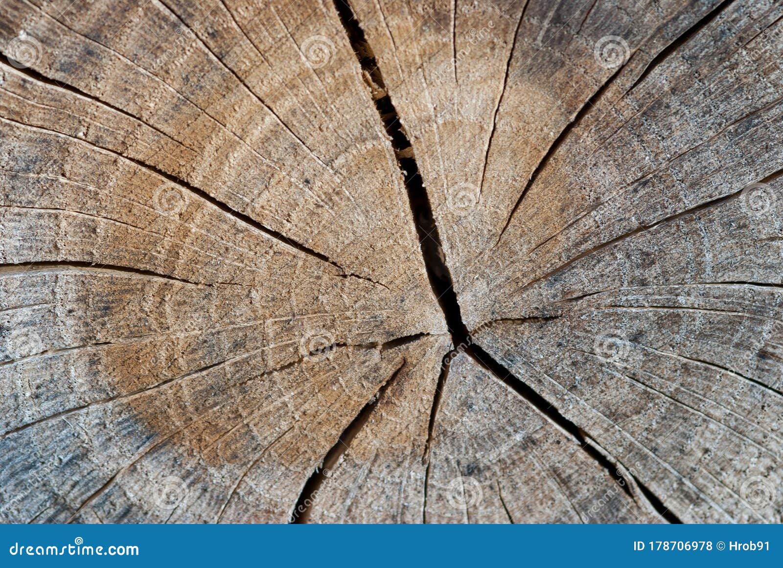 Tree Log Section Texture or Background Stock Photo - Image of grunge ...