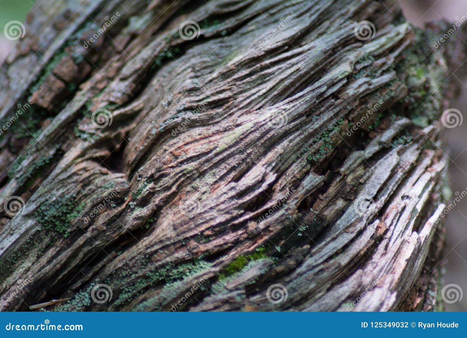 Tree log texture stock photo. Image of good, shows, background - 125349032