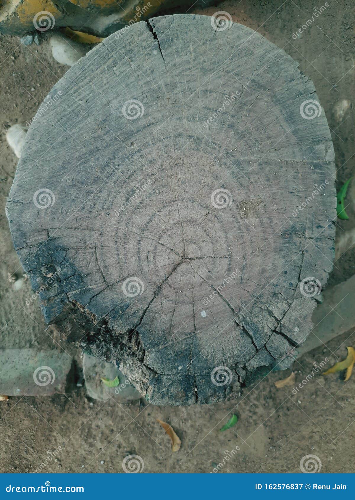 Tree Log Texture View Image Stock Image - Image of texture, tree: 162576837