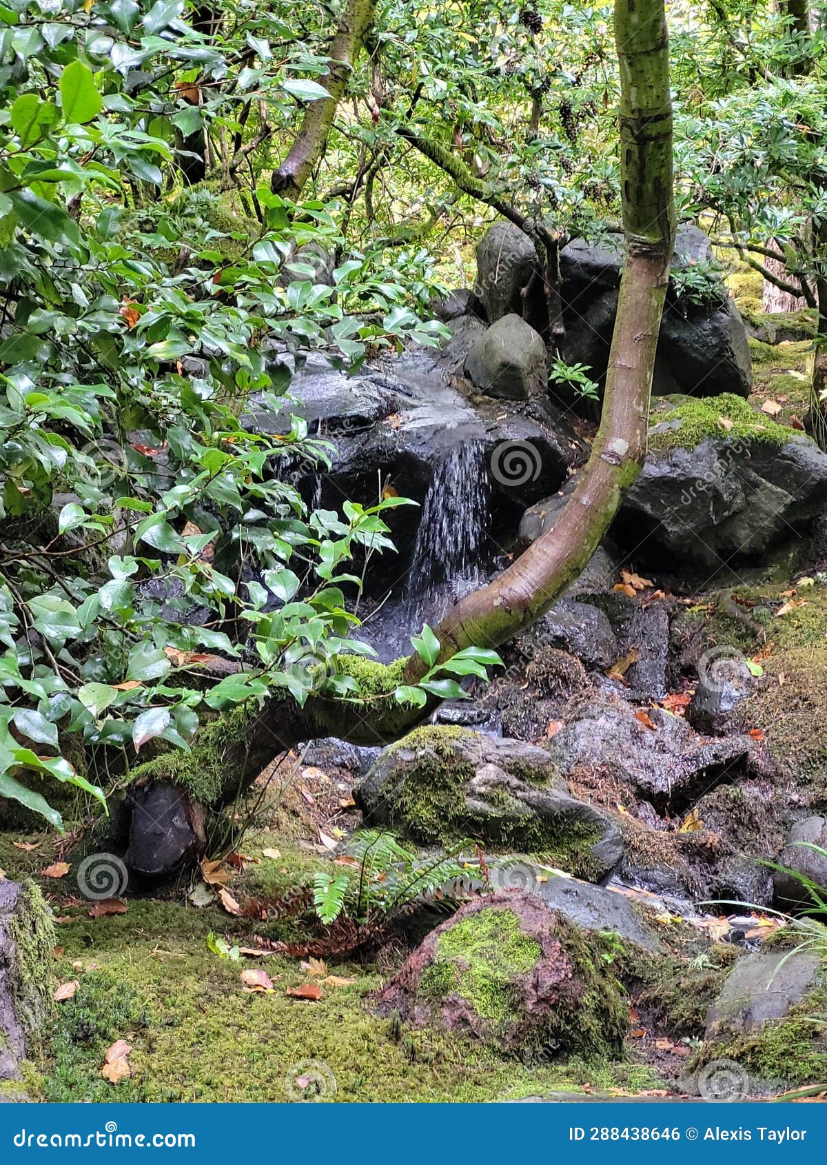 Tree log waterfall stock photo. Image of woodland, rock - 288438646