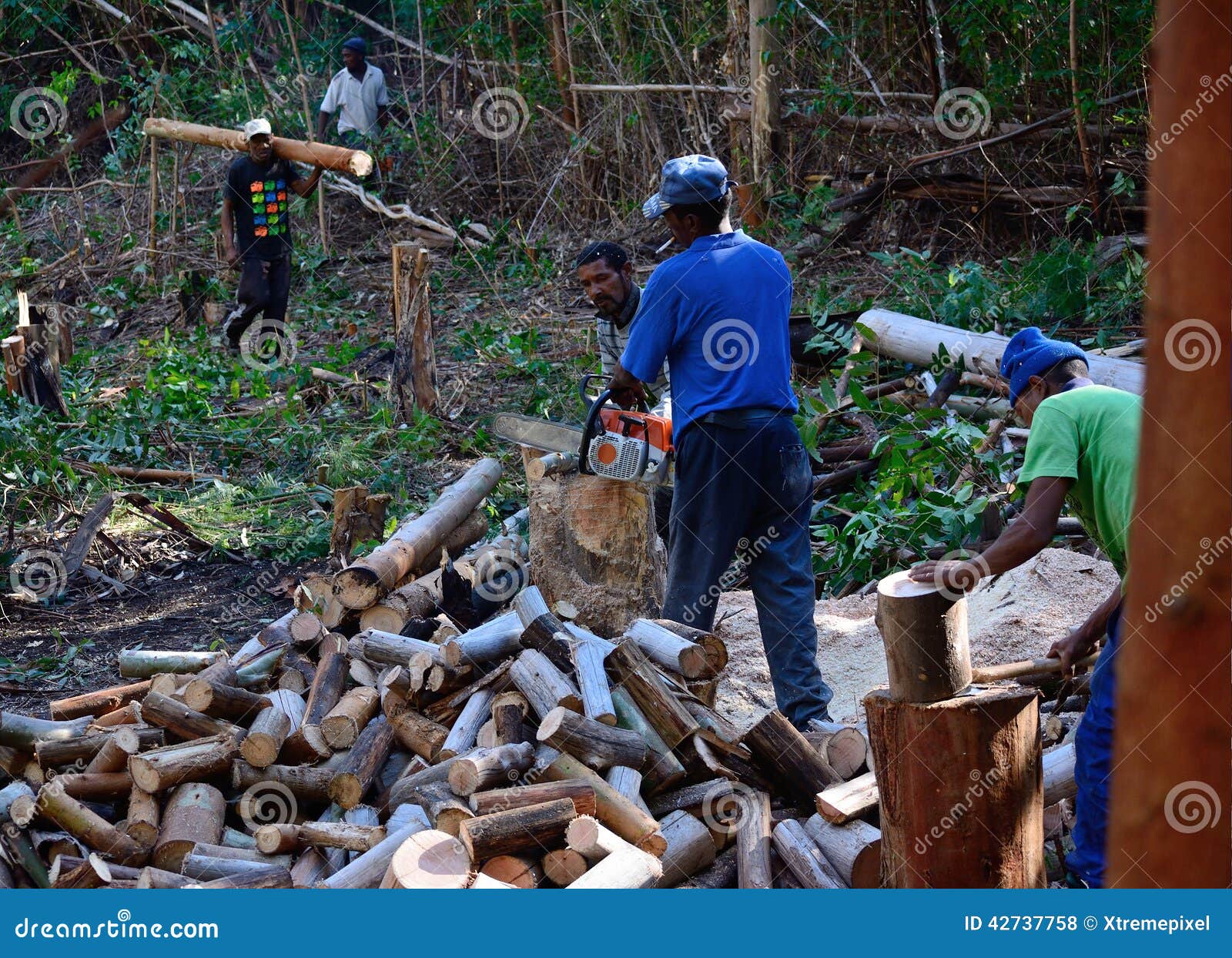 Tree loggers editorial stock photo. Image of chopping - 42737758