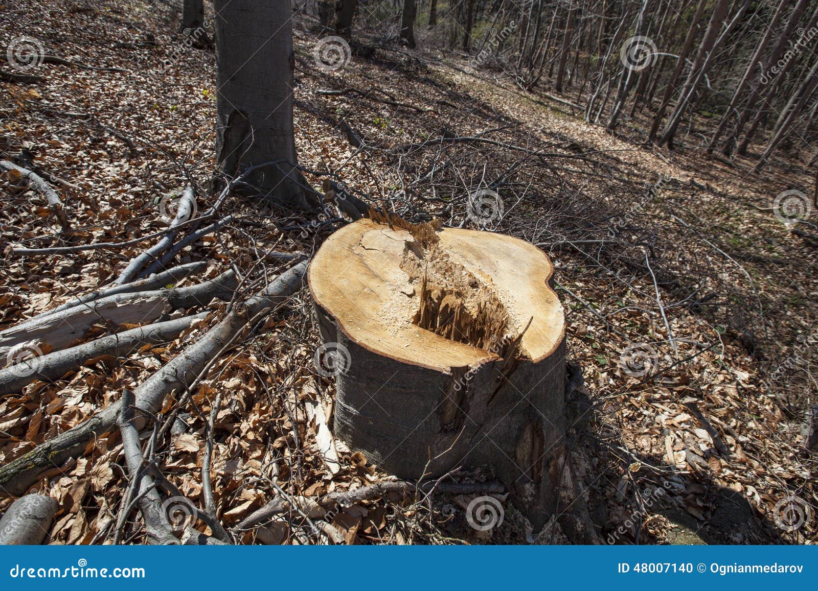 Tree Logging stock photo. Image of sawed, rough, woodpile - 48007140