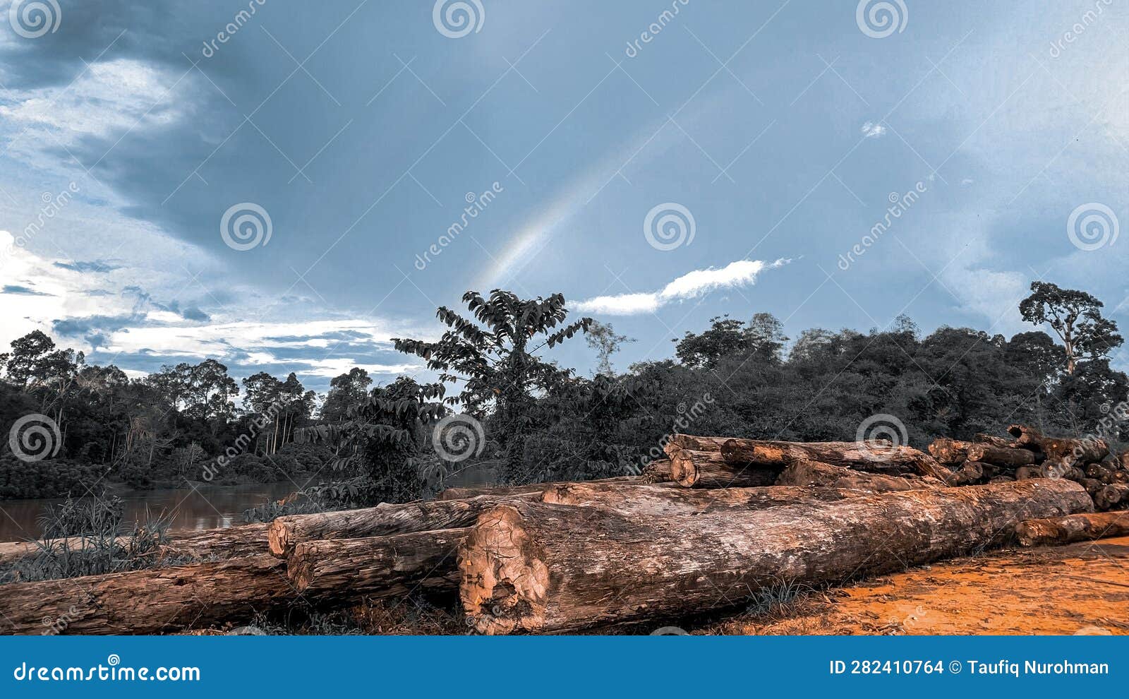 Tree logging stock photo. Image of borneo, logging, asian - 282410764
