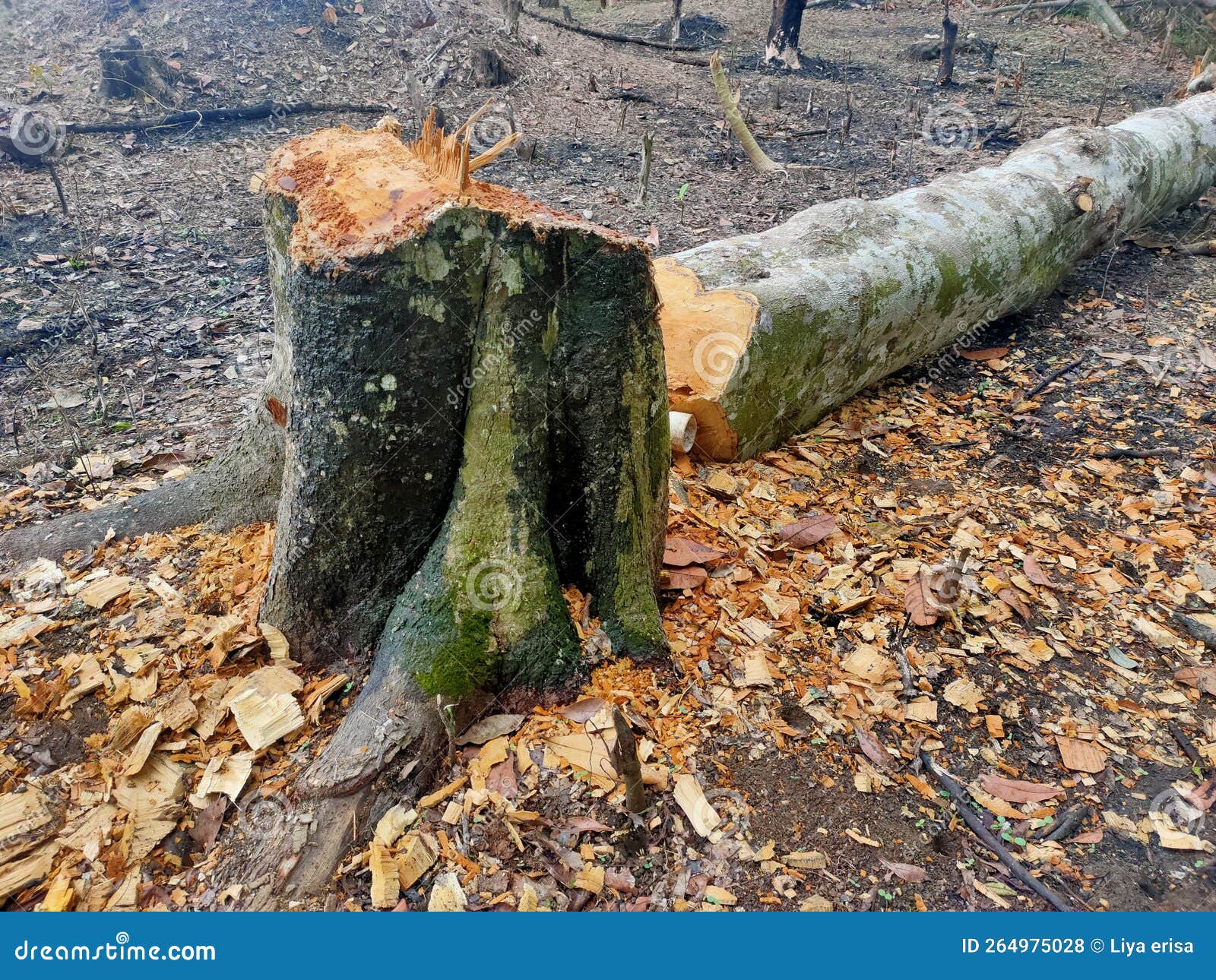 Tree Logging In Rural Swaziland With Heavy Machinery, Stacked Timber ...