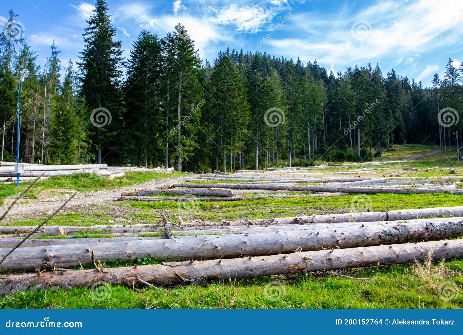 Tree Logging on a Meadow in Tatra Mountains, Poland, Several Tree ...