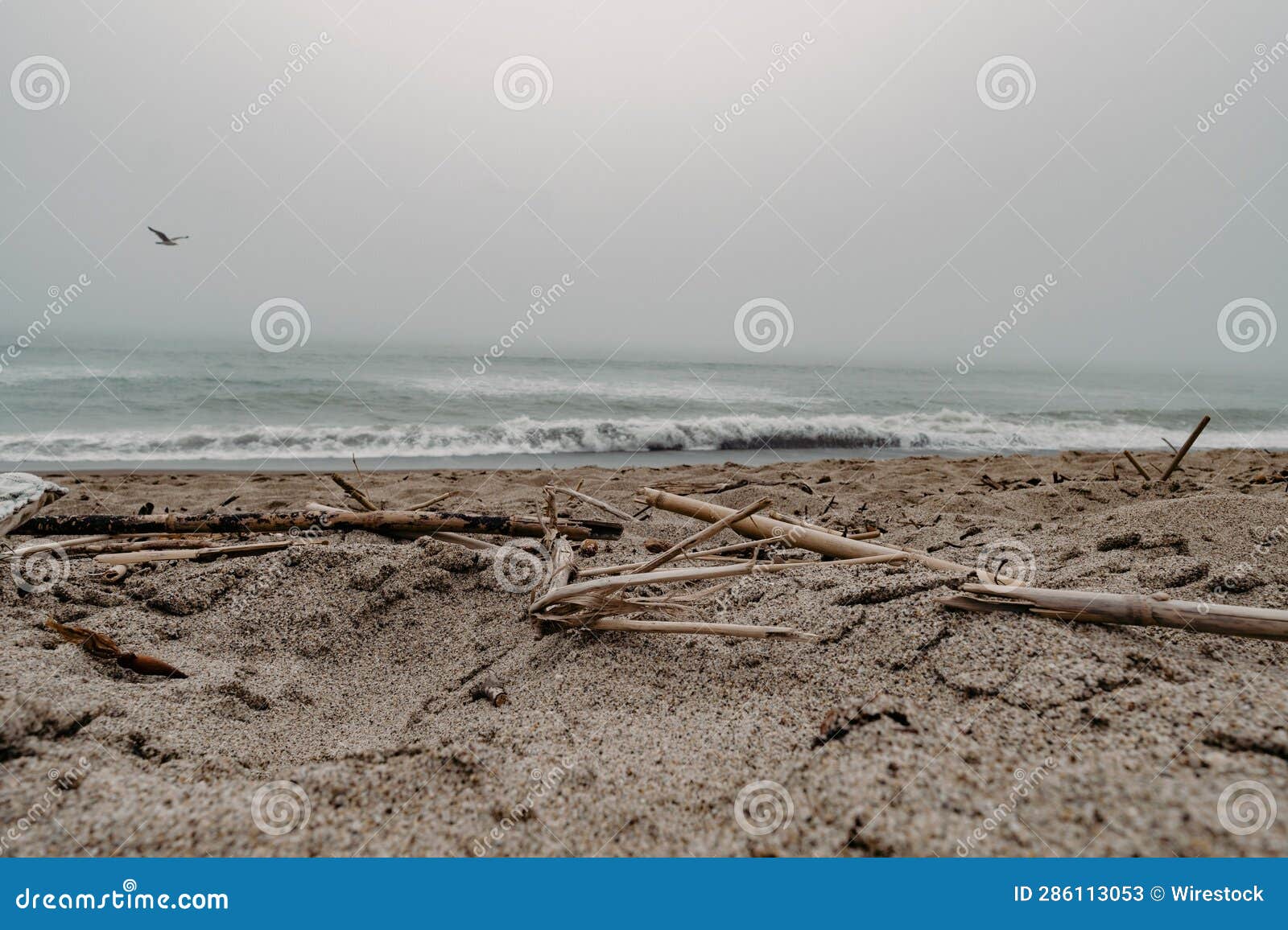 Tree Logs and Branches on a Sandy Beach with a Cloudy Sky in the ...