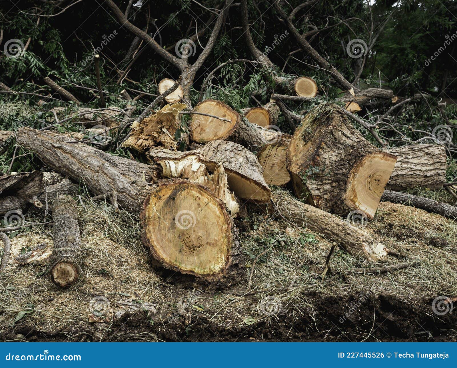 Tree Logs Cut by a Chainsaw. Stock Photo - Image of industry, nature ...