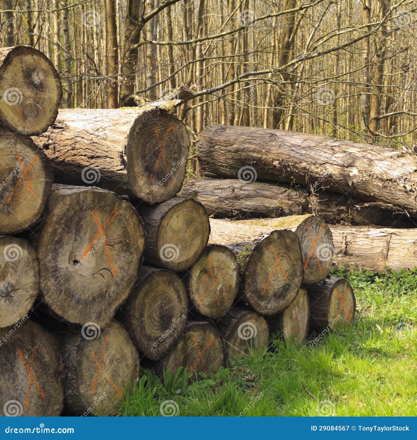 Tree Logs in a Forest Stacked Next To a Pathway Stock Image - Image of ...