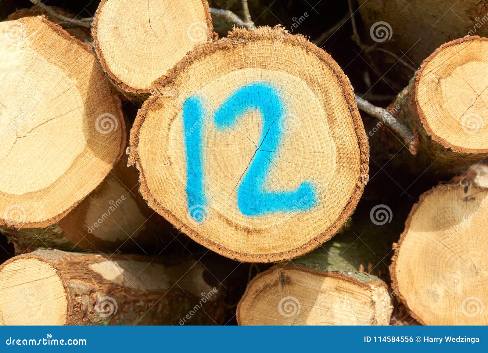 Tree Logs with Number Twelve Stock Photo - Image of pile, closeup ...