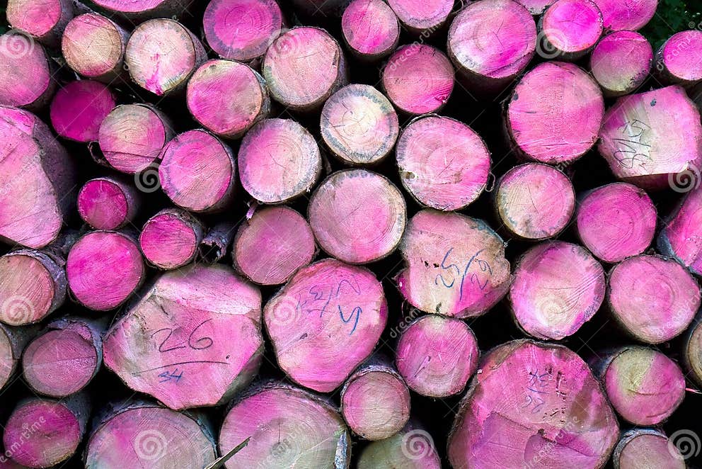 Tree logs pink stock image. Image of material, tree, logs - 57432403