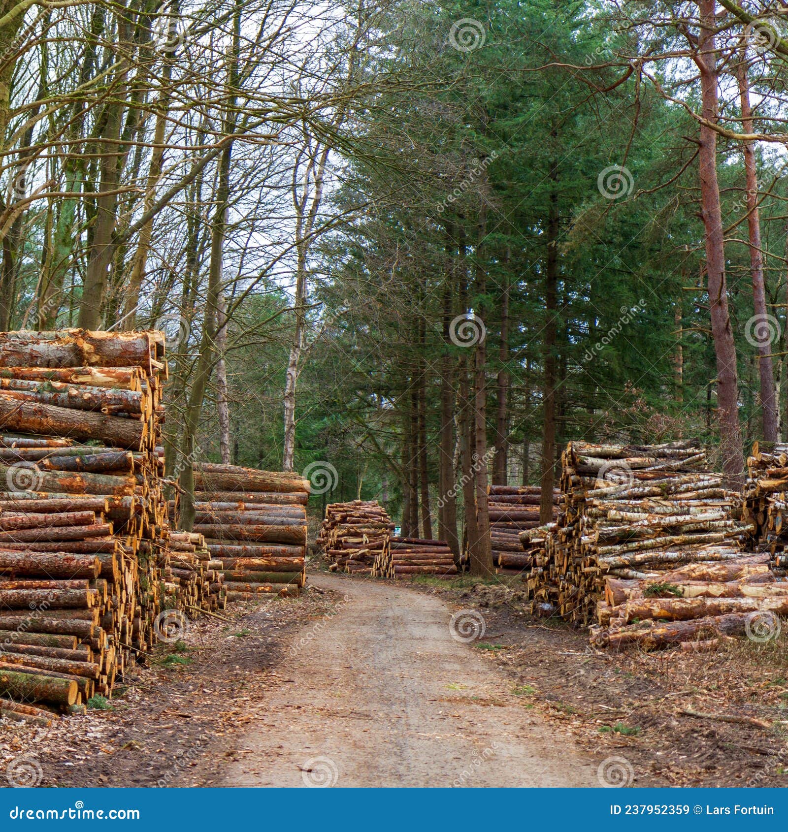 Tree logs beside the road stock image. Image of road - 237952359