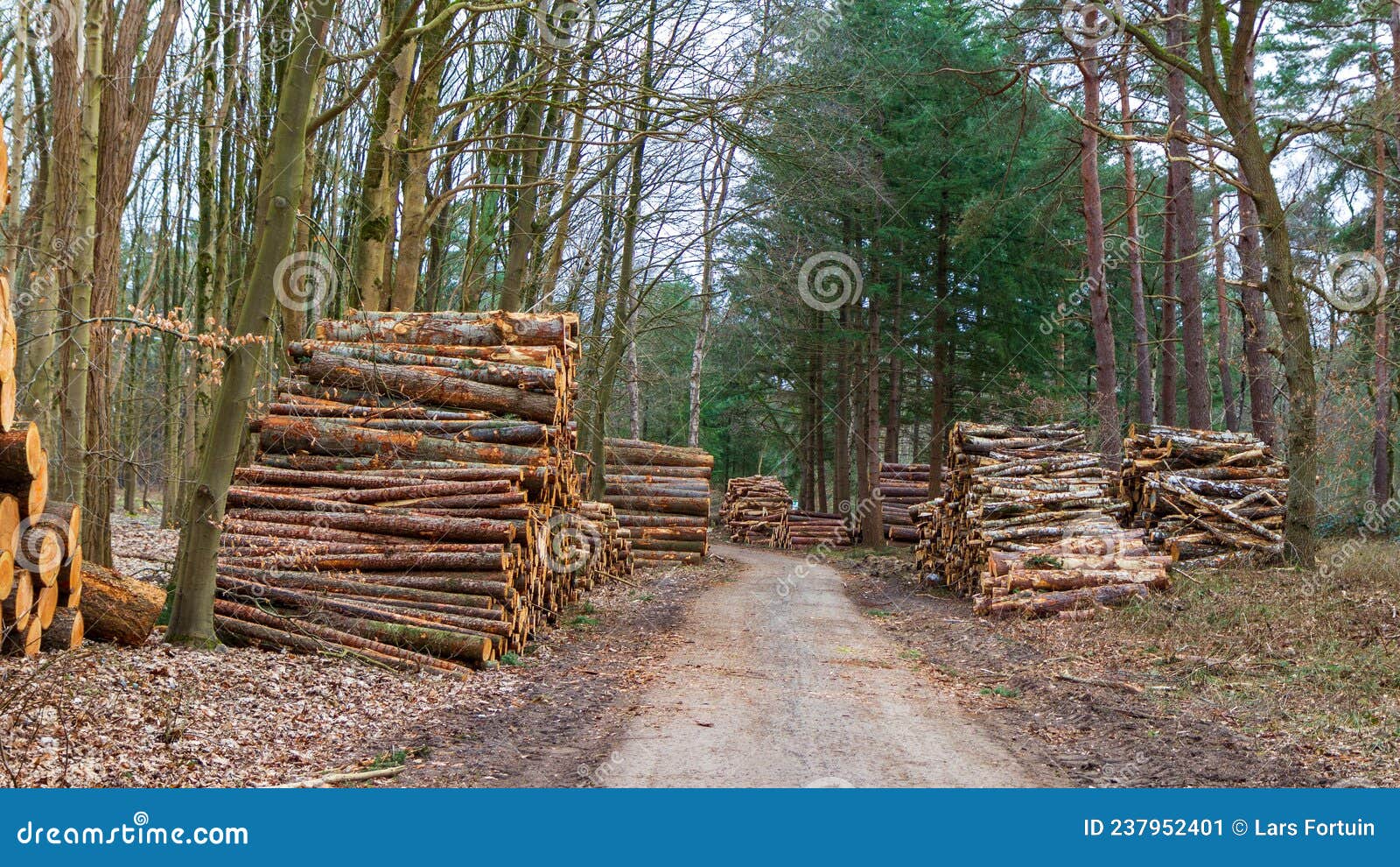 Tree logs beside the road stock image. Image of trunk - 237952401