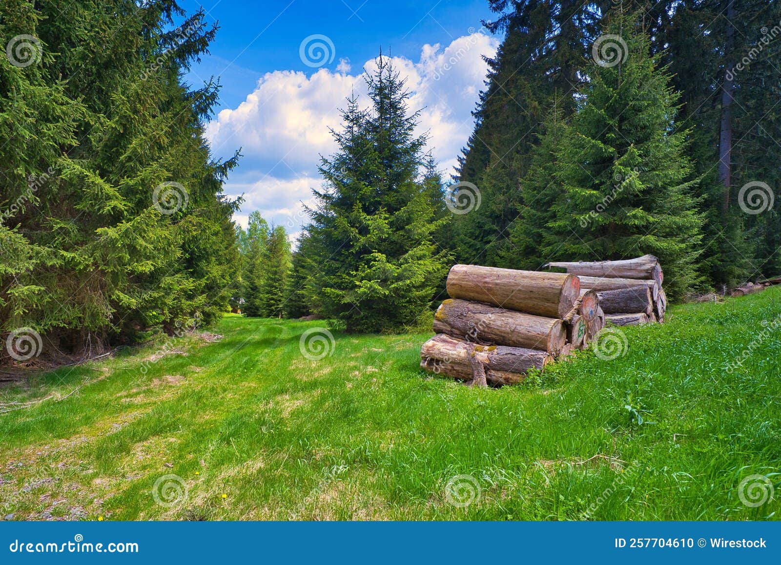 Tree Logs on the Side of the Road in the Forest Stock Photo - Image of ...