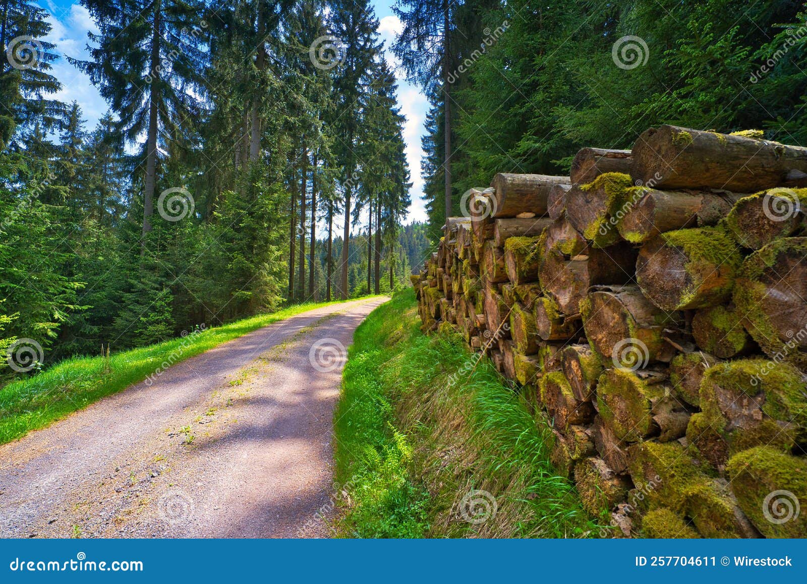 Tree Logs on the Side of the Road in the Forest Stock Image - Image of ...