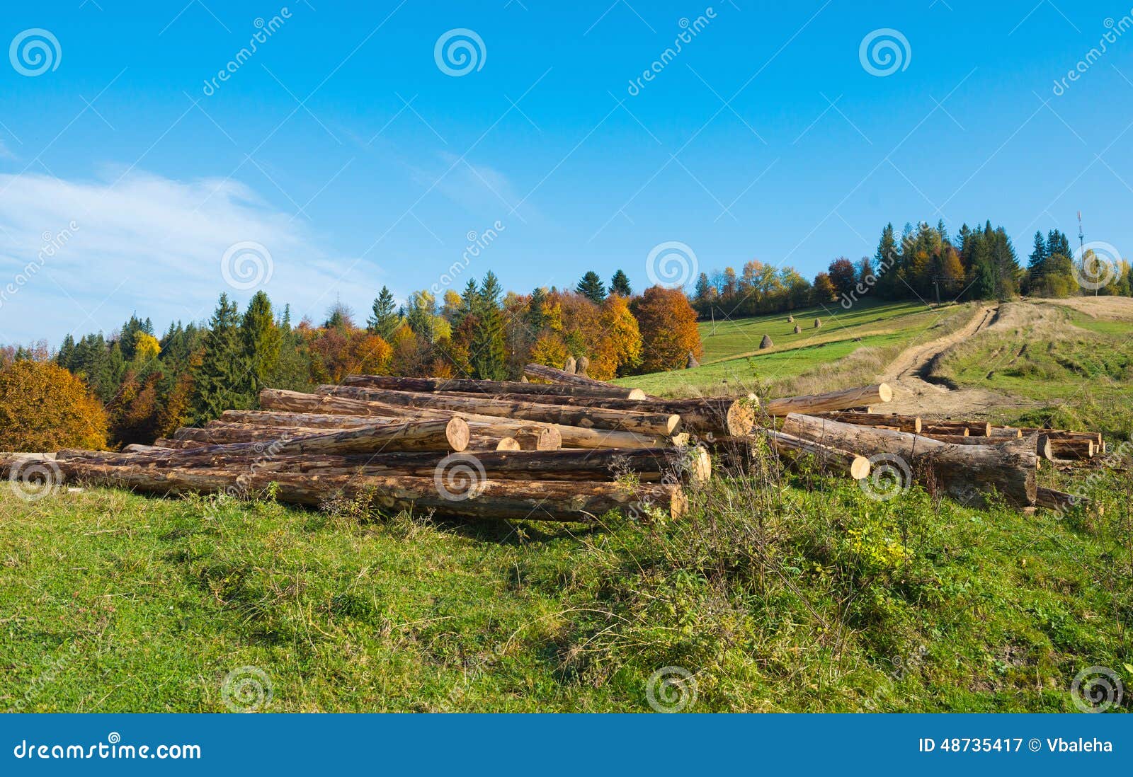 Tree logs stock image. Image of material, tree, forest - 48735417