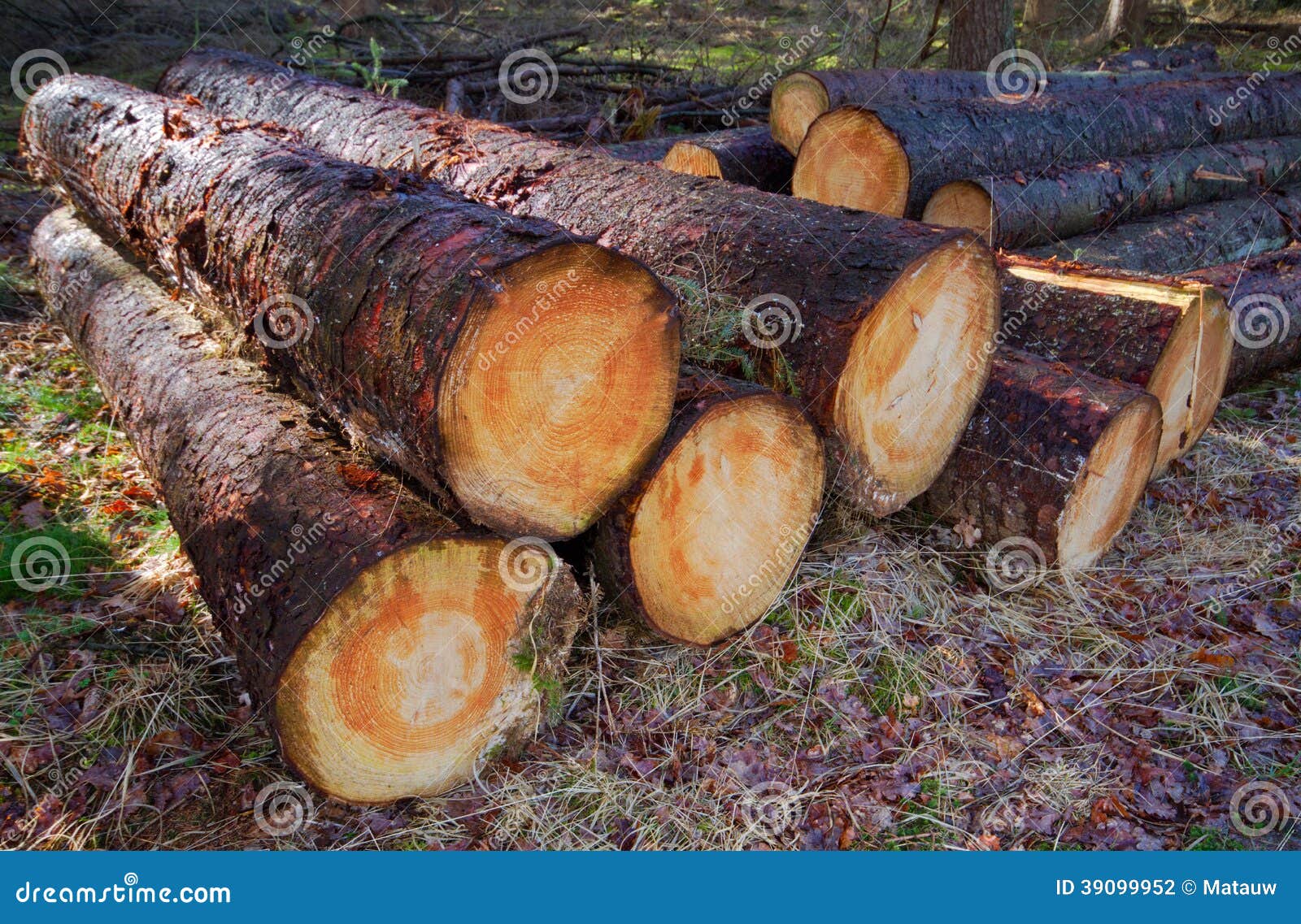 Tree logs on a stack stock photo. Image of split, energy - 39099952