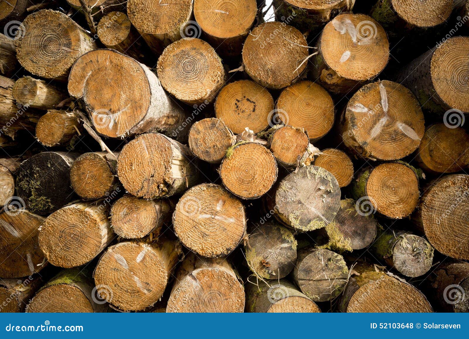 A Few Tree Logs Left Behind To Start Regrowth Of Forest Ground Plants ...