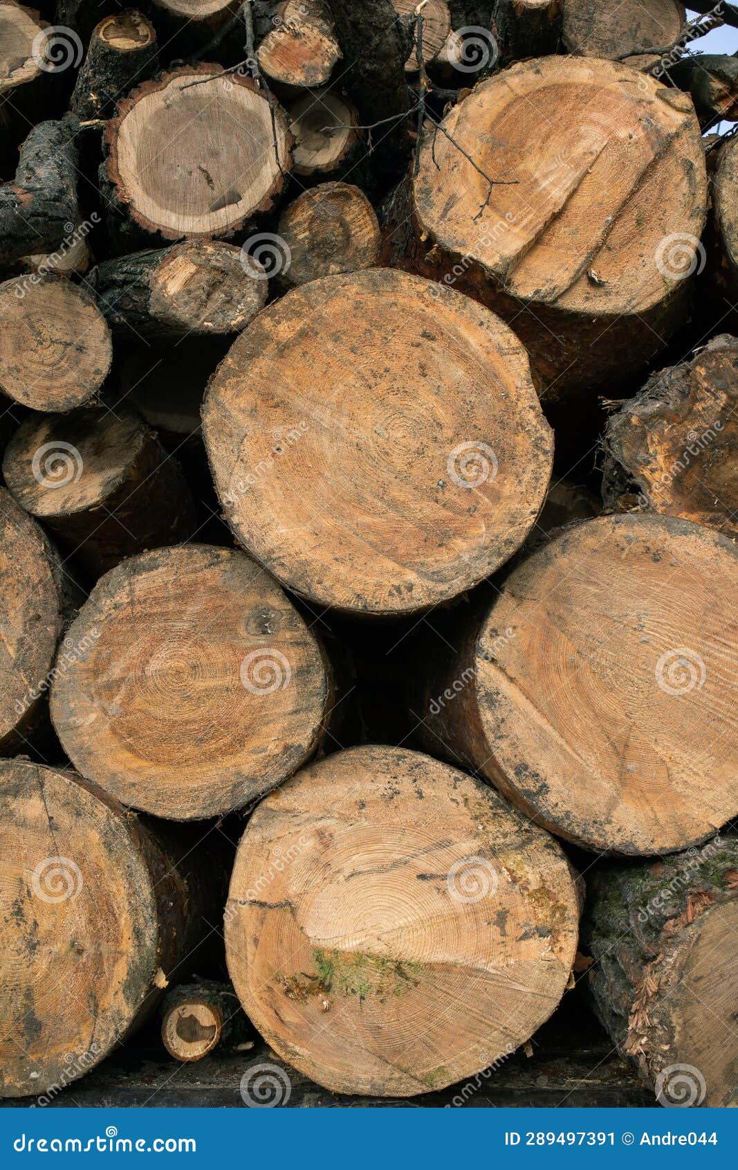 Tree Logs Stacked for Recycling. Deforestation Stock Image - Image of ...