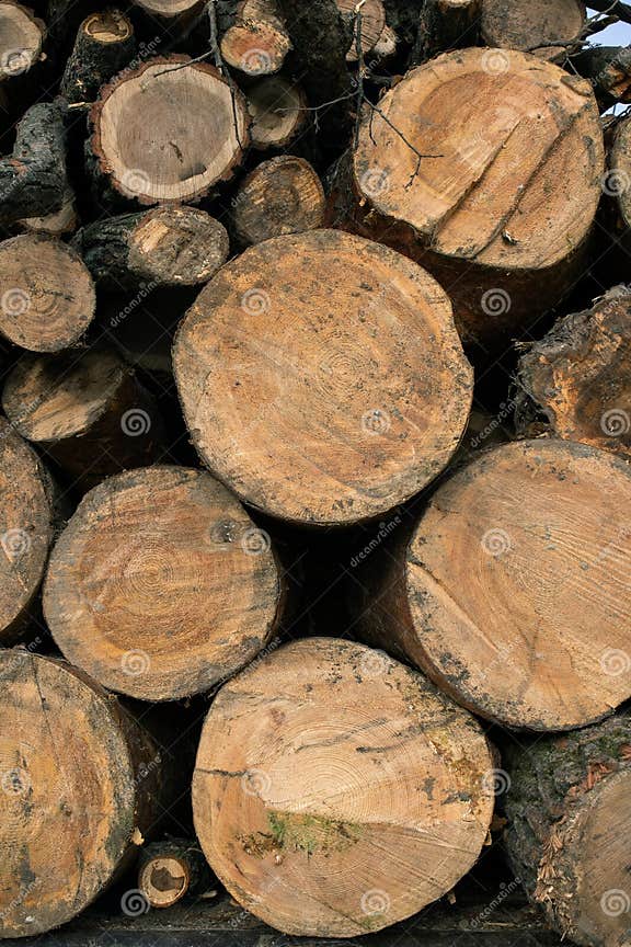 Tree Logs Stacked for Recycling. Deforestation Stock Image - Image of ...