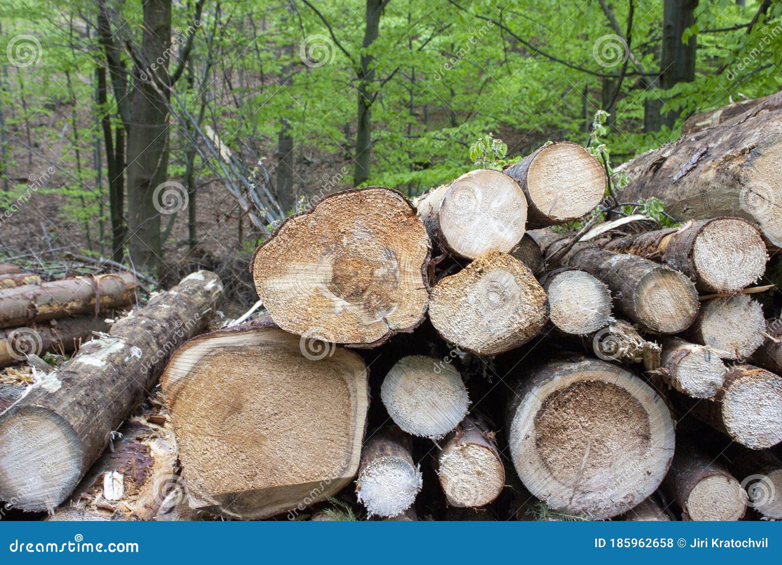 Tree Logs Stacked on Top of Each Other in Forest 2 Stock Photo - Image ...