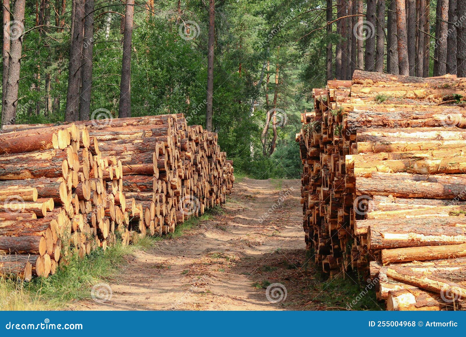 Tree Logs and Stumps with Bark Lie Stacked on Both Sides of a Road in a ...