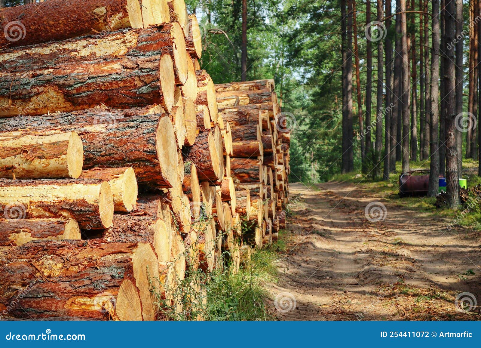 Tree Logs and Stumps with Bark Lie Stacked in a Forest after Being Cut ...