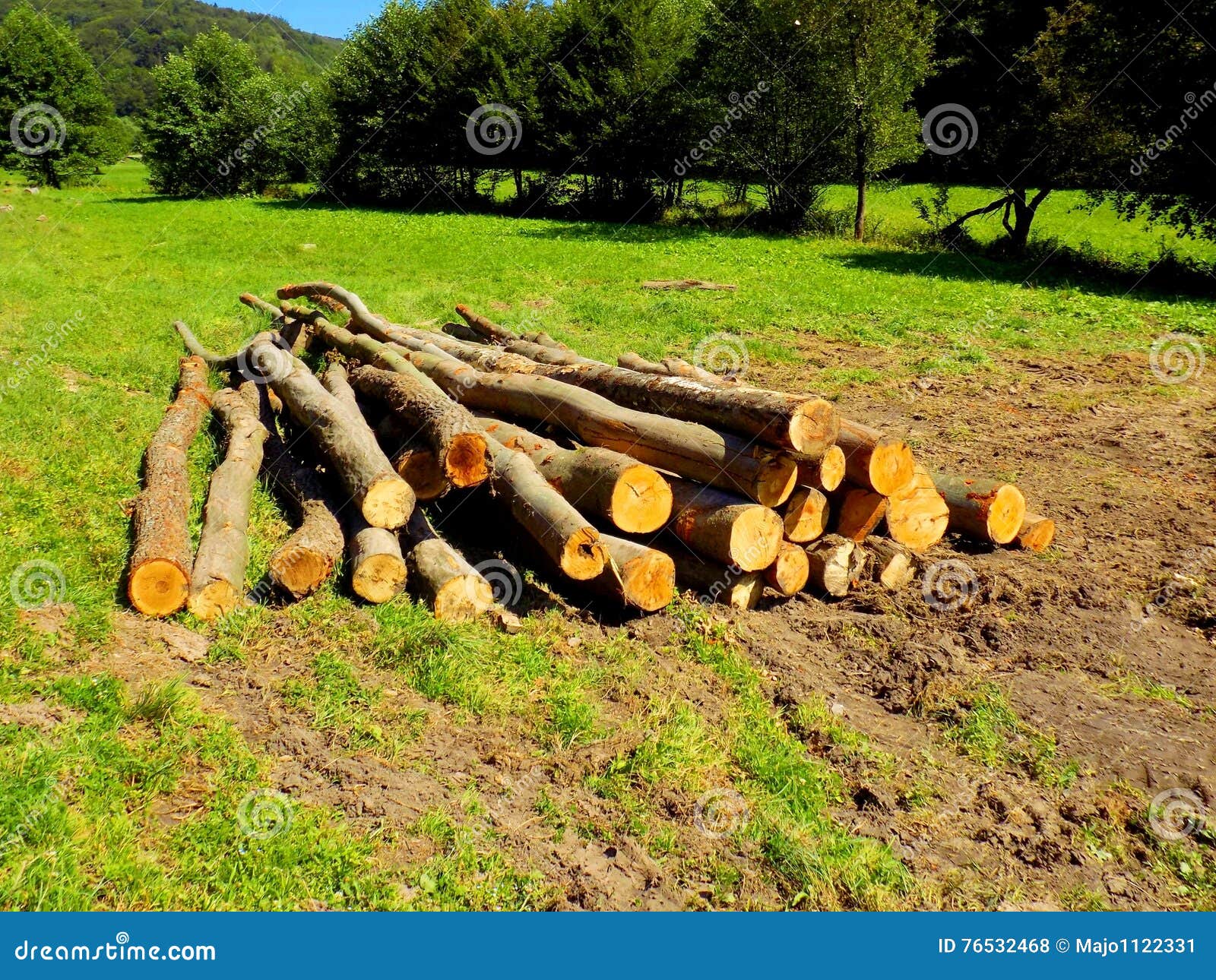 Tree Logs after Wood Exploitation on Meadow Stock Photo - Image of ...