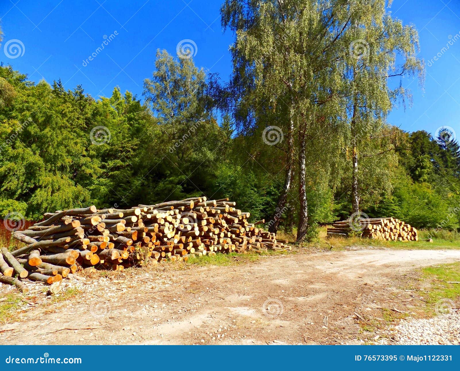 Tree Logs after Wood Exploitation Stock Image - Image of greenwood ...