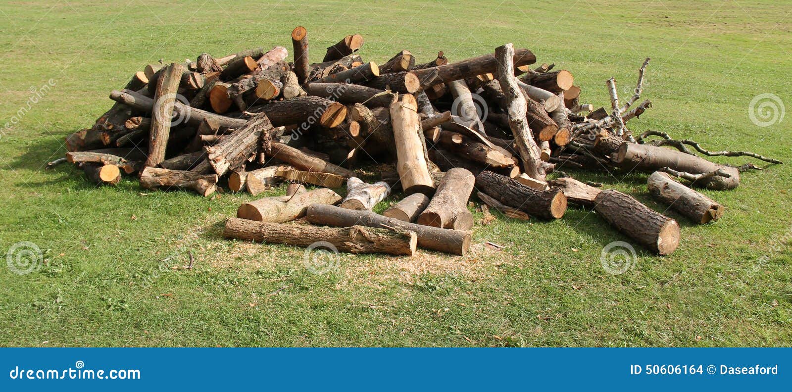 Tree Logs and Wood. stock photo. Image of rural, environment - 50606164