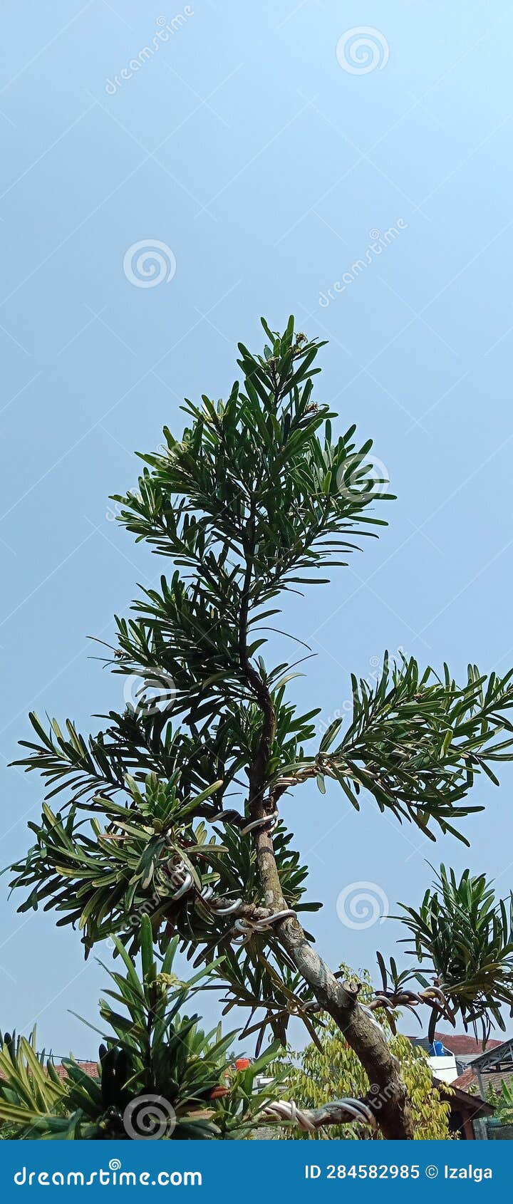 Tree Lohansung japan stock image. Image of tree, japan - 284582985