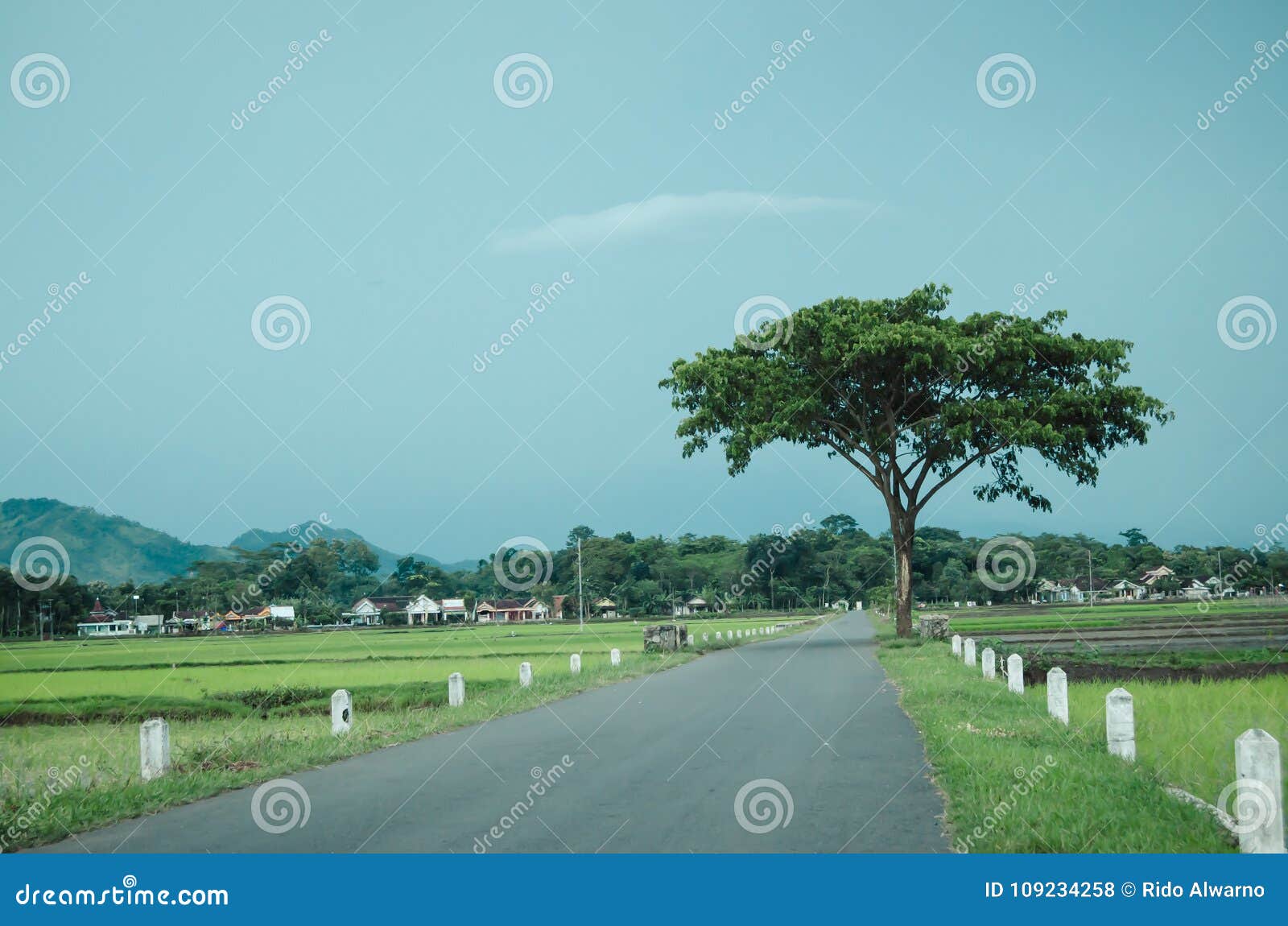 Tree in the Middle of Field and Clear Blue Sky Stock Photo - Image of ...