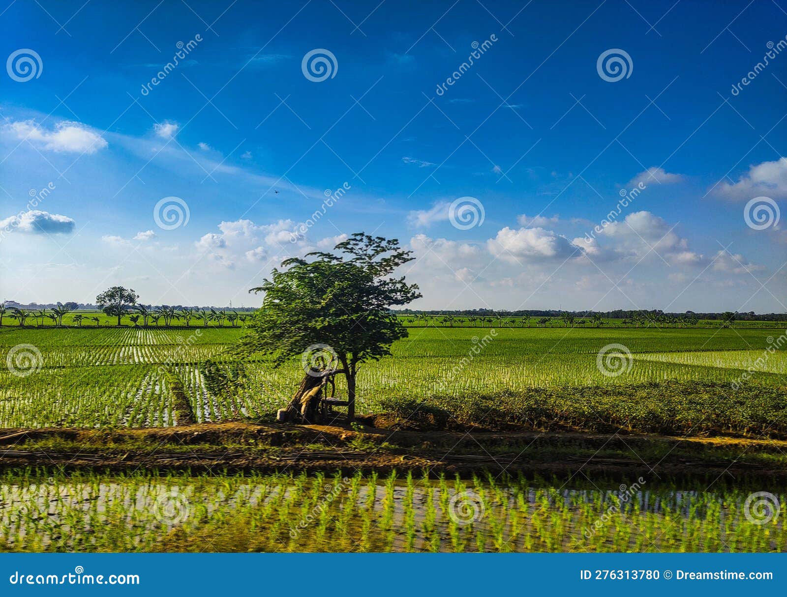 The only tree stock photo. Image of green, fields, tree - 276313780