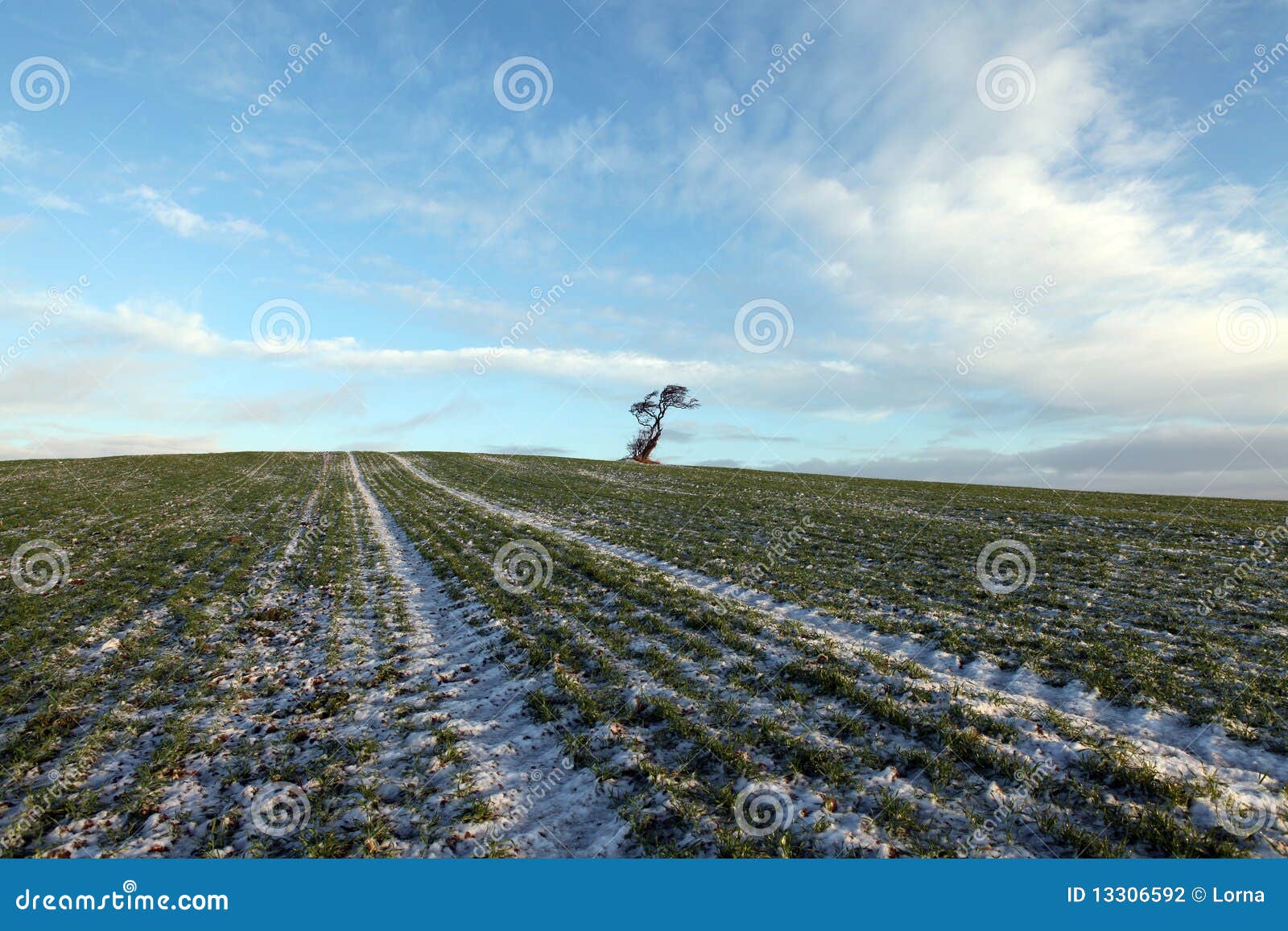 Tree Lonely in Winter Countryside Landscape Stock Photo - Image of ...