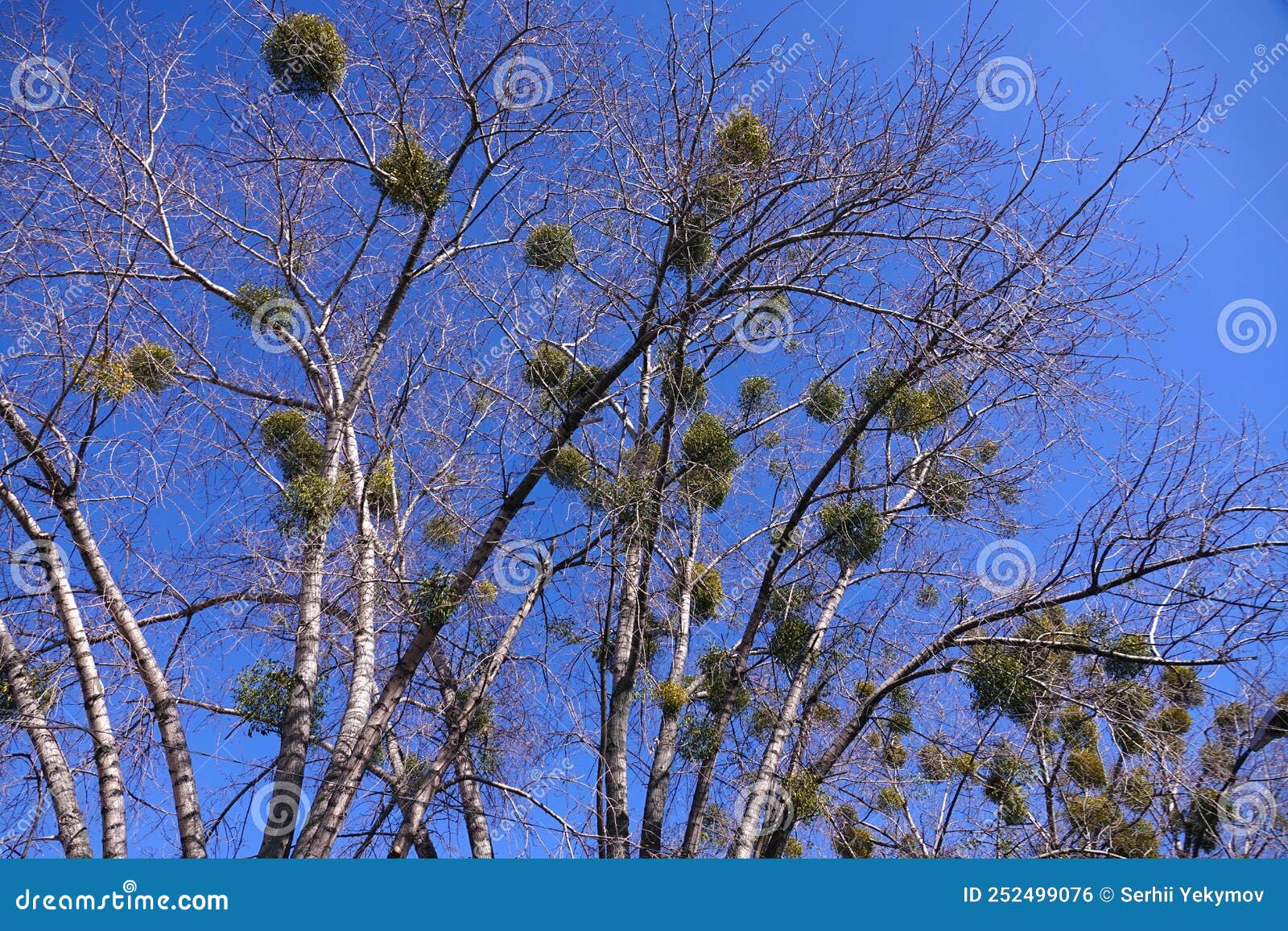 Tree with Growths on the Branches Stock Photo - Image of children ...